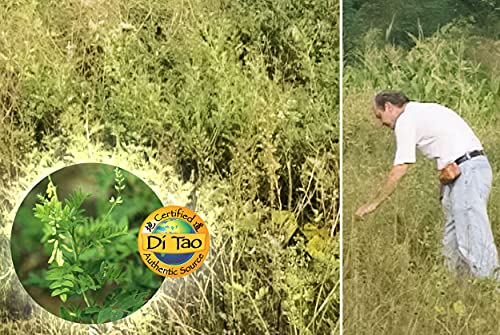 astragalus tincture for vitality