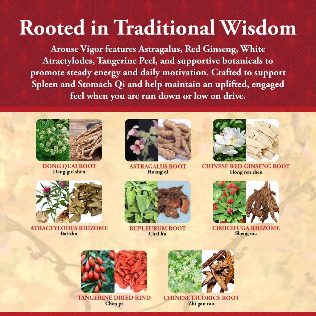 Atractylodes for improved digestion