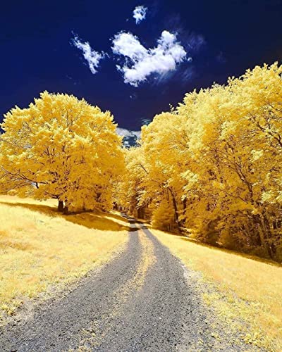 Attractive Ginkgo trees for landscaping