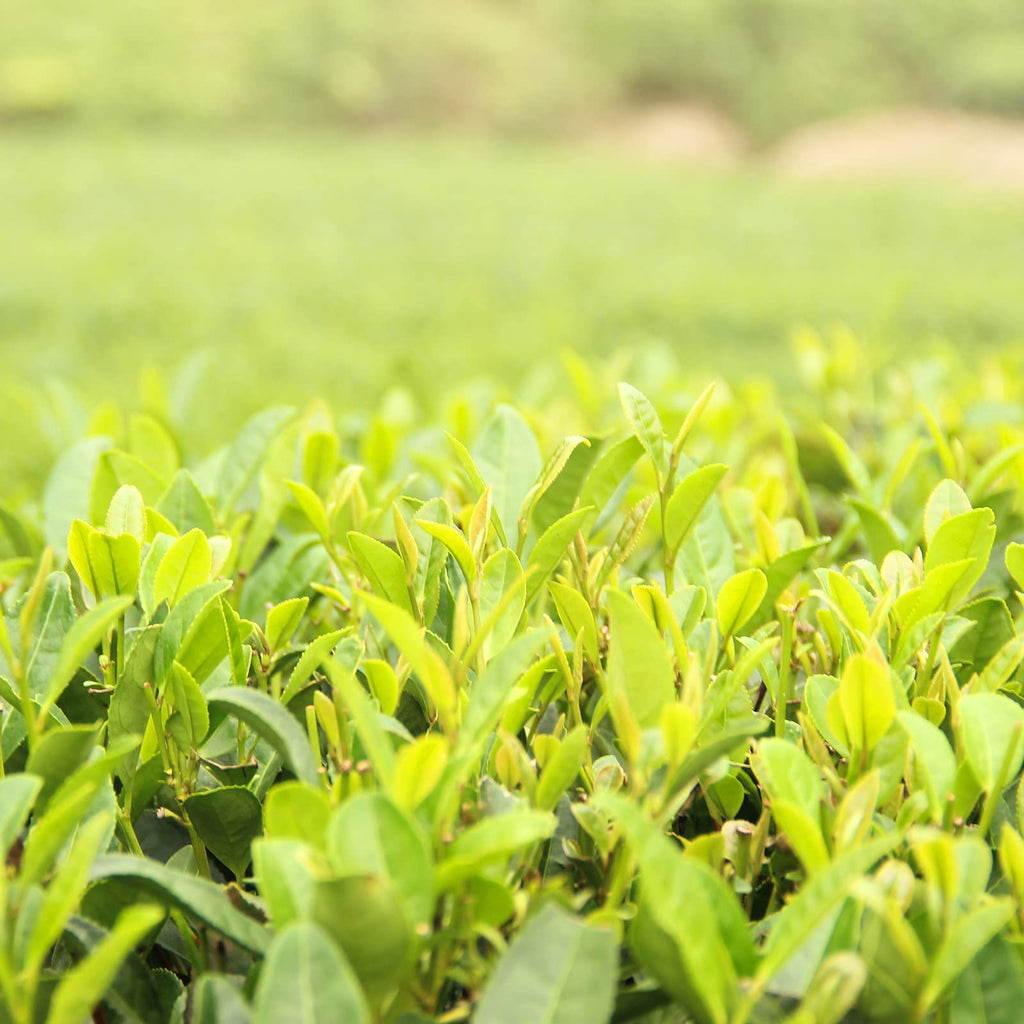 authentic Chinese Long Jing tea