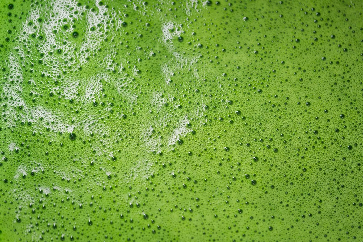 authentic Japanese matcha for baking