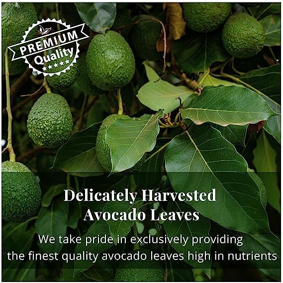 Avocado leaves for herbal remedies