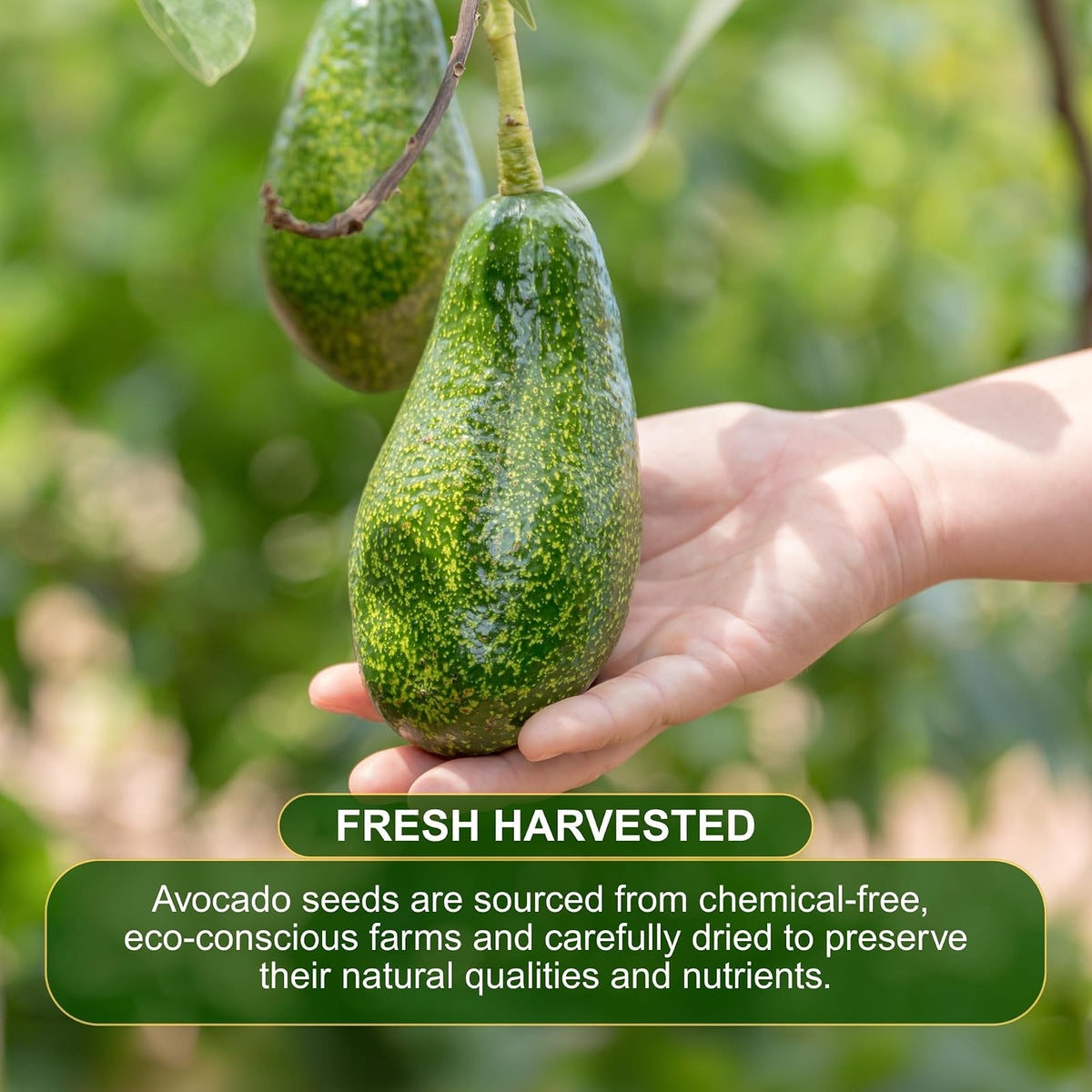 avocado seed powder for natural energy
