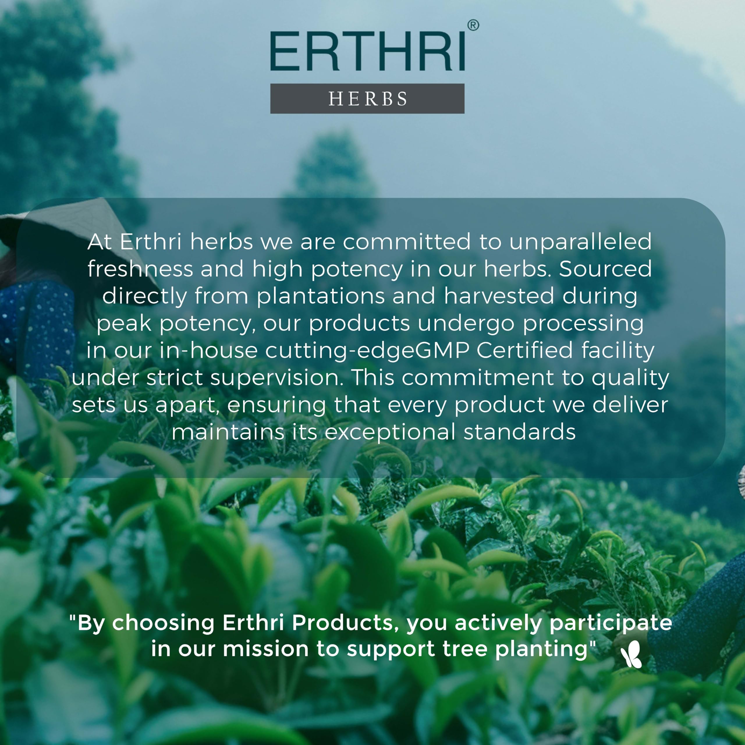 ayurvedic haritaki for holistic healing