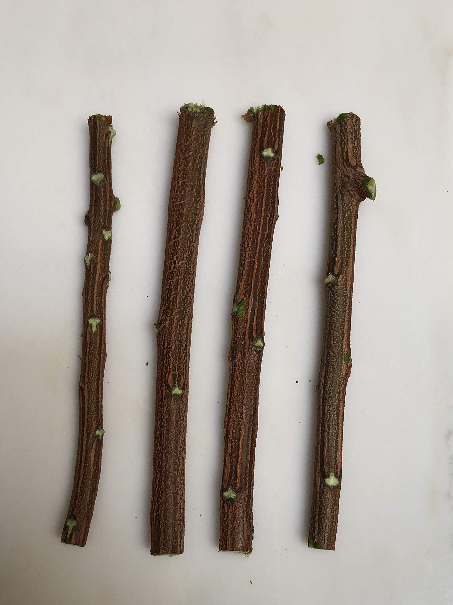 Ayurvedic neem twigs for oral care