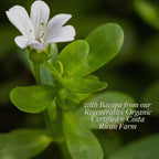 Bacopa Monnieri capsules for wellness