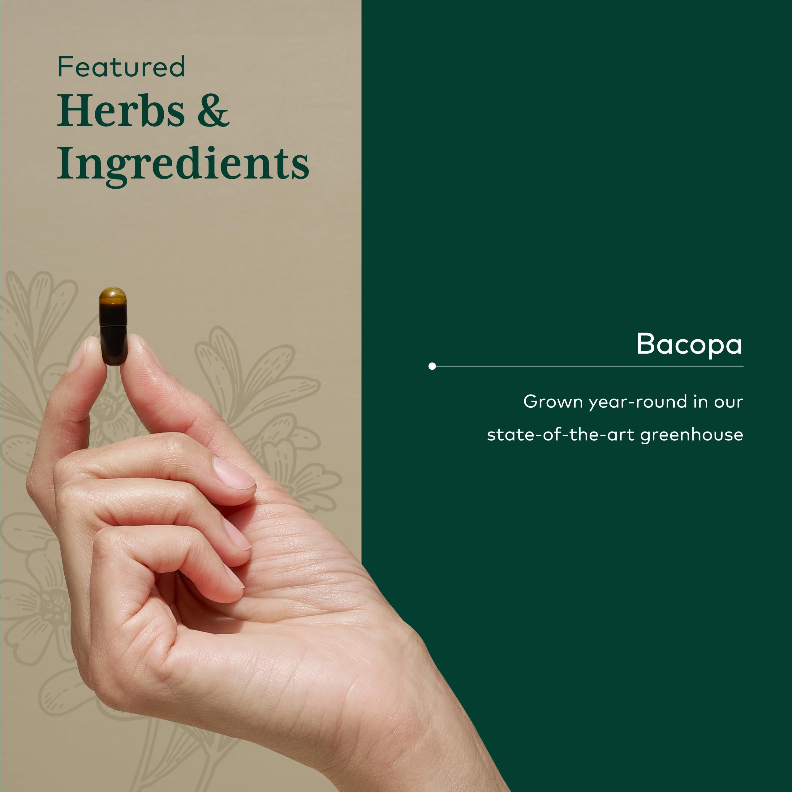 bacopa monnieri for focus and concentration