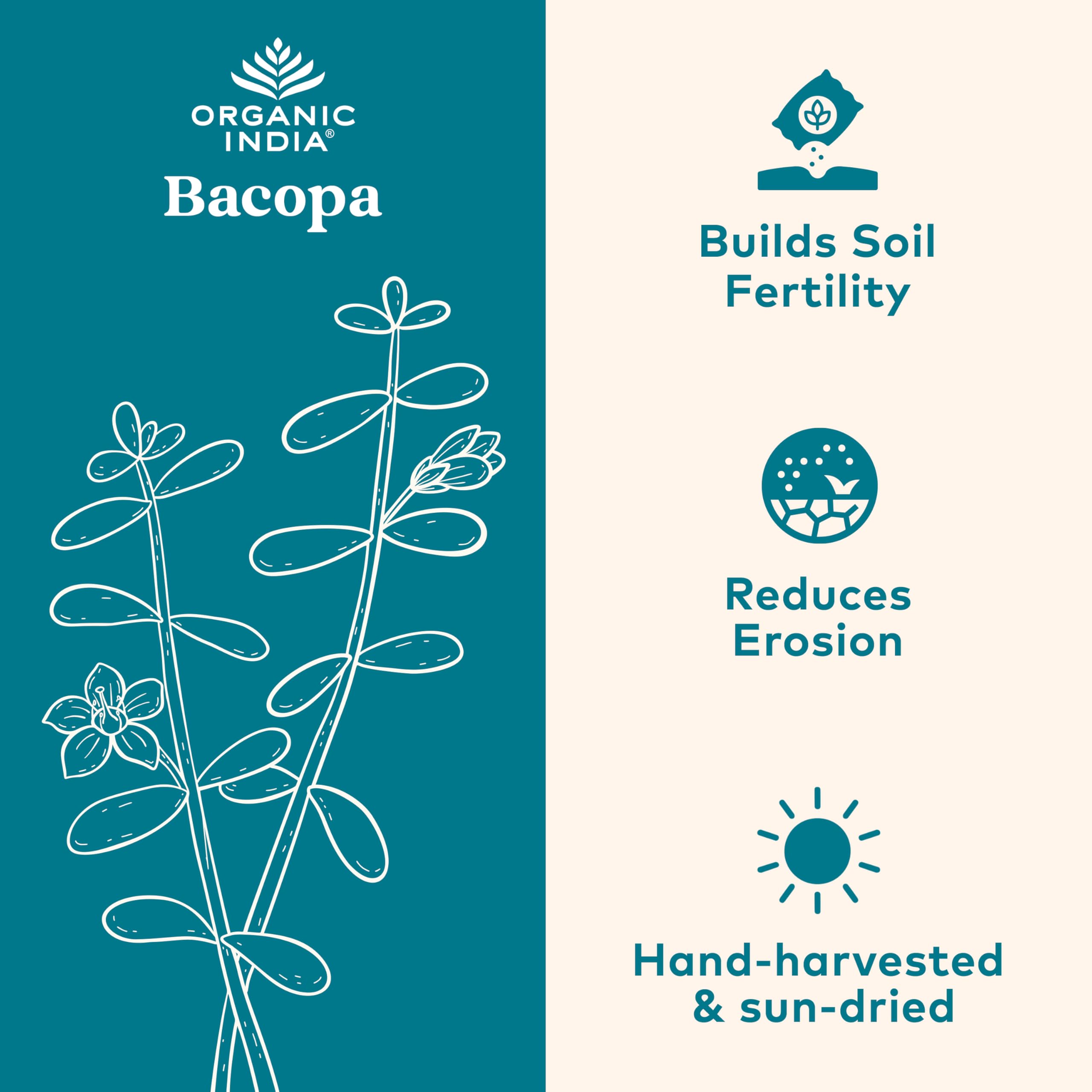 bacopa monnieri for improved focus