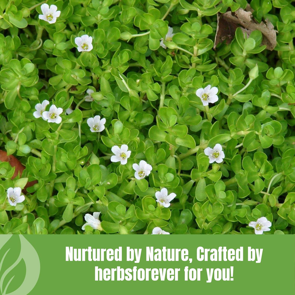 Bacopa Monnieri for stress relief