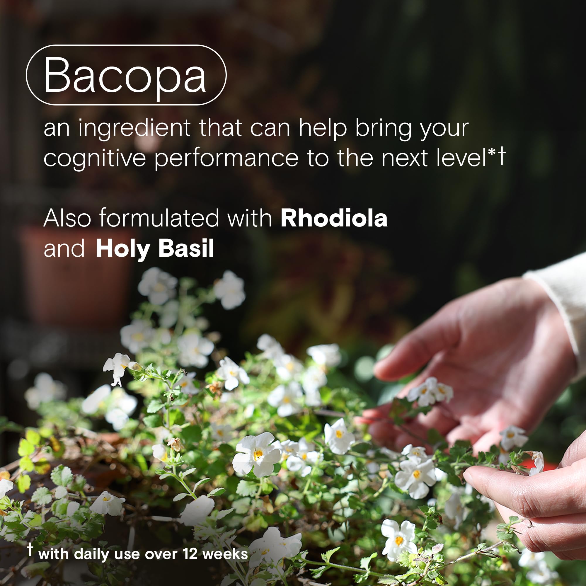 bacopa monnieri supplement for stress relief