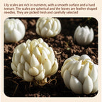 Bai He dried lily bulb packs