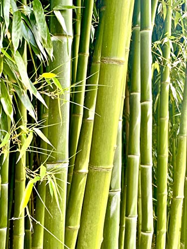 Bambusa Bamboo Leaf vitamins and minerals