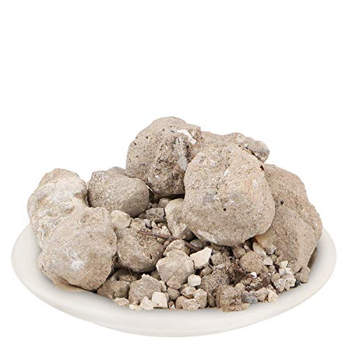 Banslochan Asli nettle for natural healing