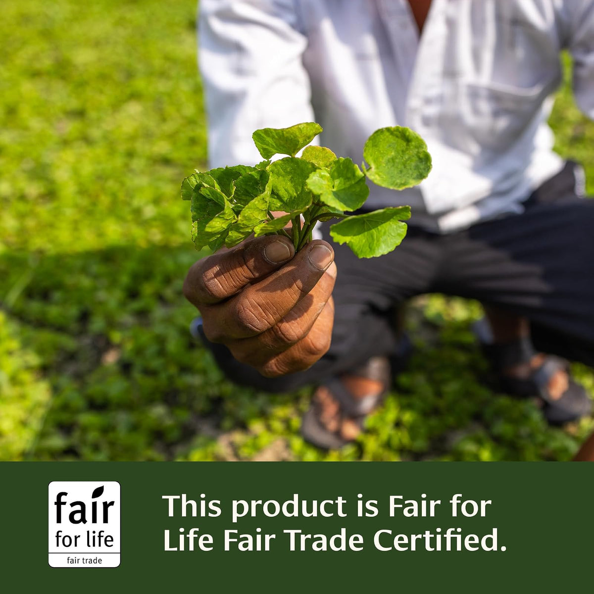 Banyan Botanicals Gotu Kola benefits
