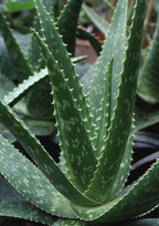 Barbadensis aloe vera for skincare