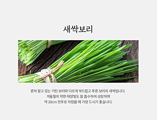 barley grass for detox and wellness