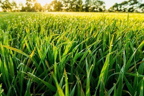 barley grass for digestive health