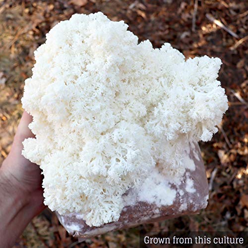 Bear's Head mushroom health properties