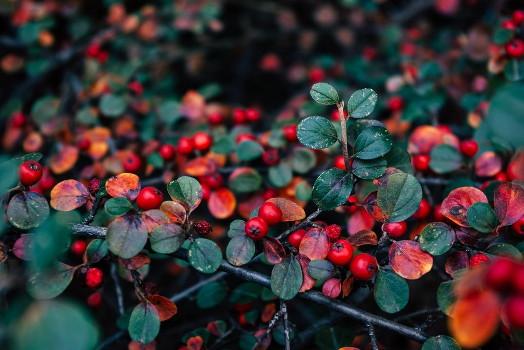 bearberry leaves for herbal detox