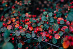 bearberry leaves for herbal detox