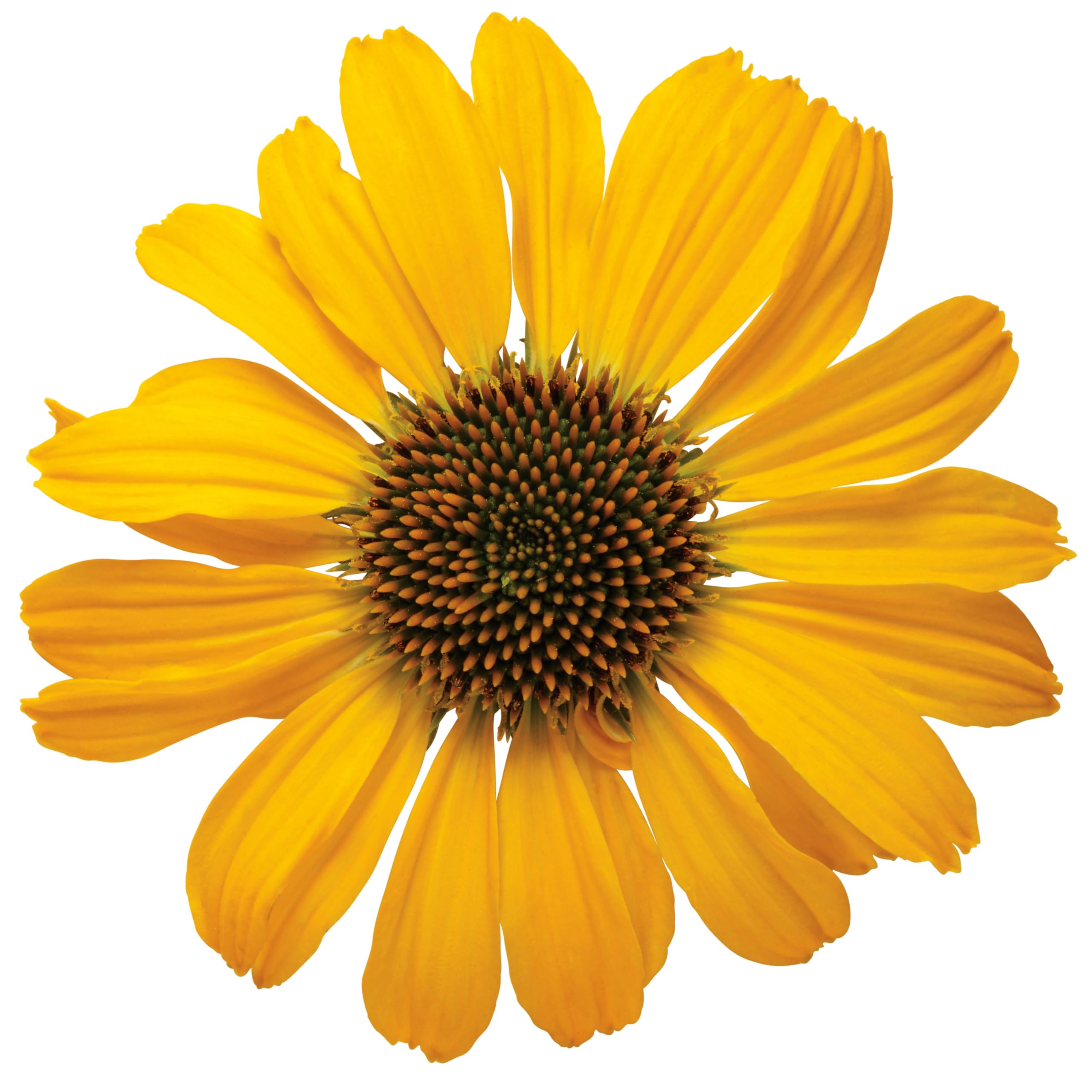 beautiful cut flowers echinacea plant