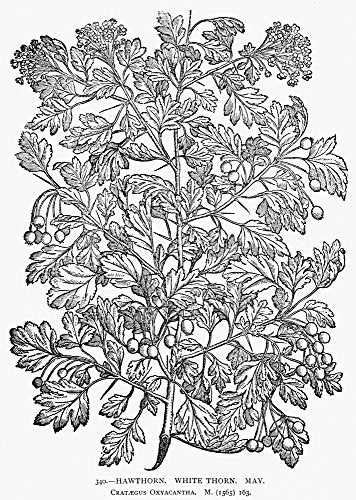 Beautiful depiction of common hawthorn