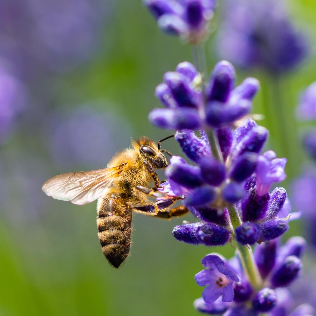 bee pollen for overall health