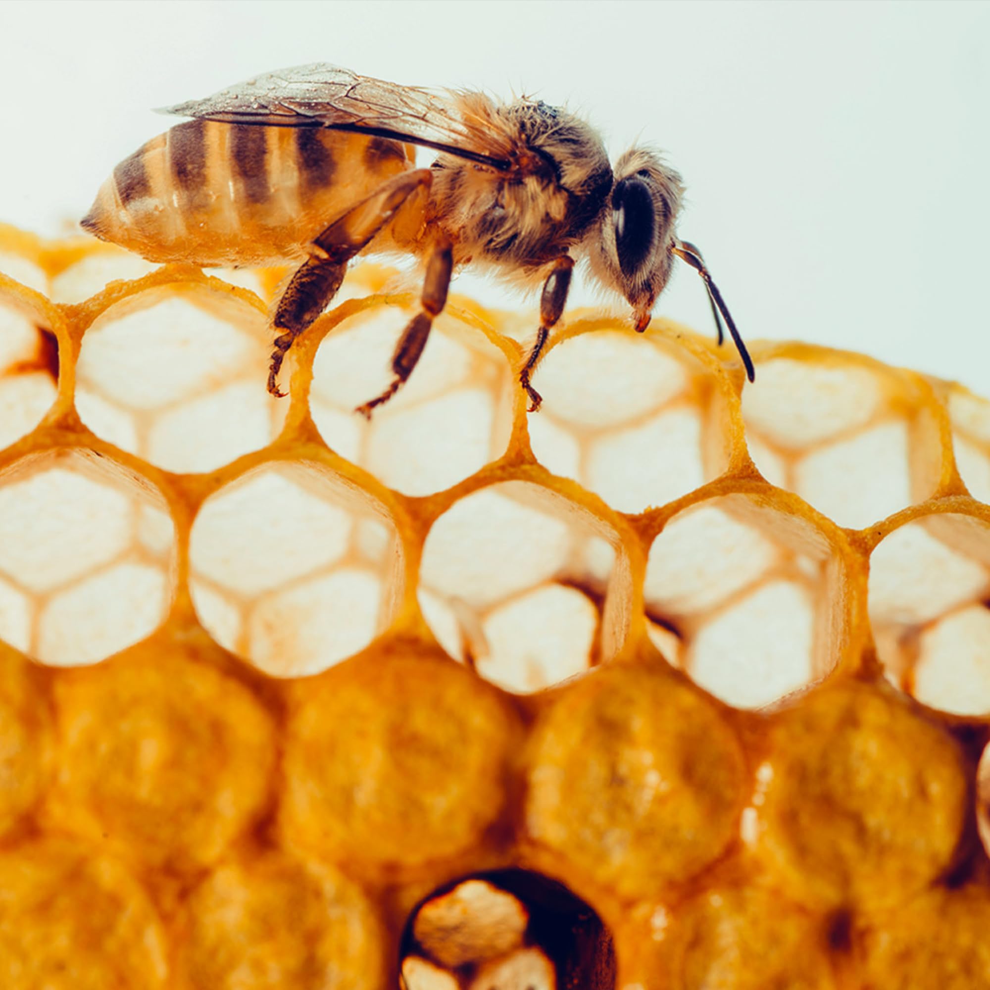 bee propolis for enhanced immunity