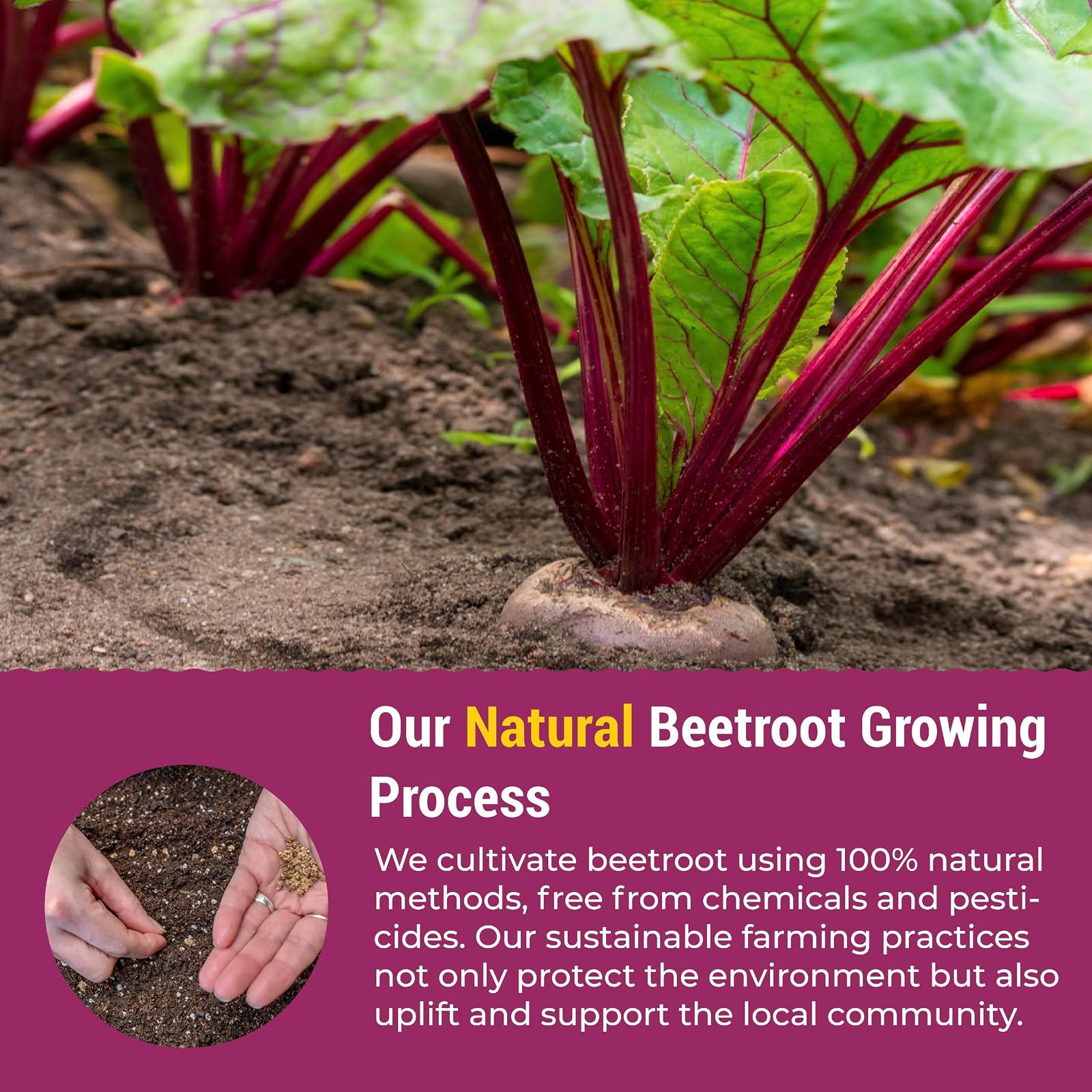 beet root powder for energy boost