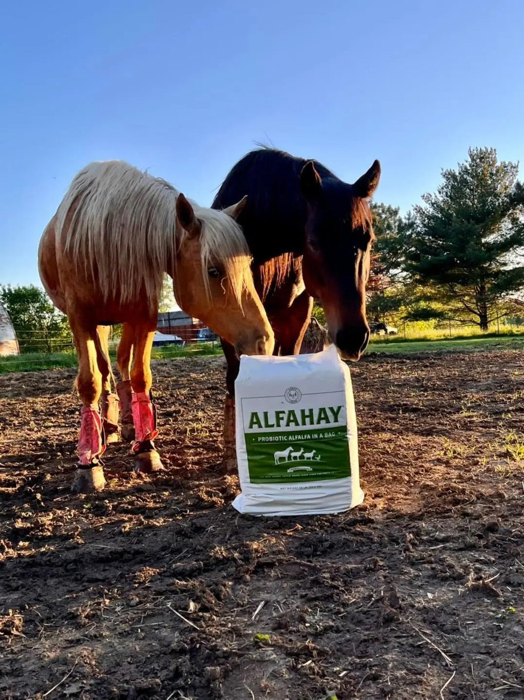 beneficial alfalfa for livestock wellness