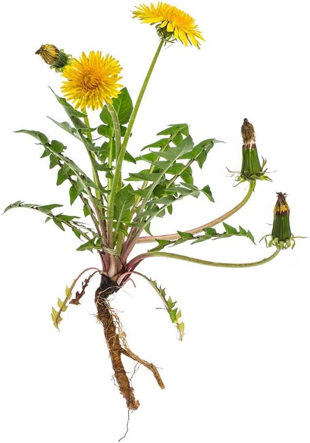 beneficial properties of dandelion root