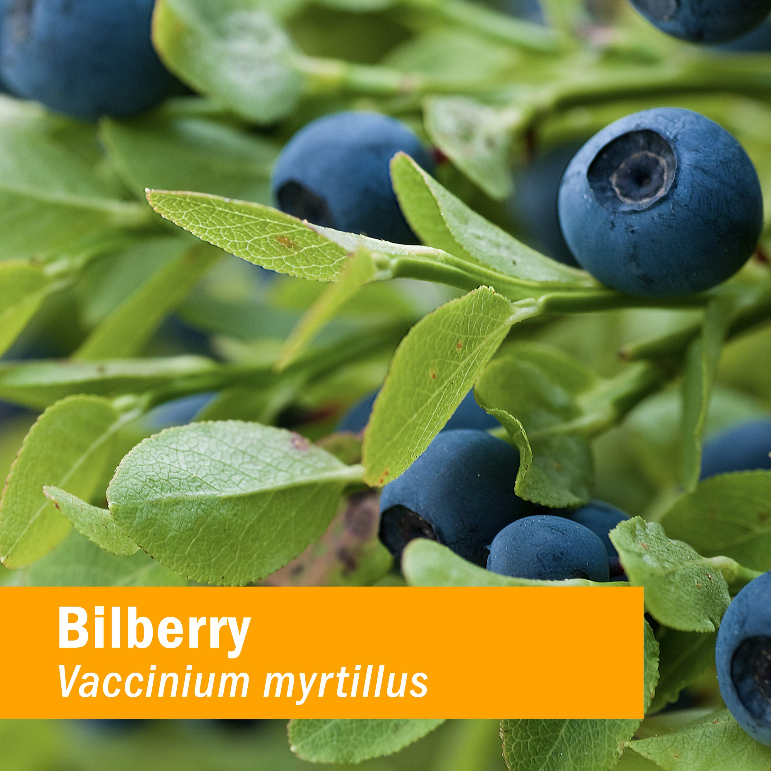 benefits of bilberry for vision