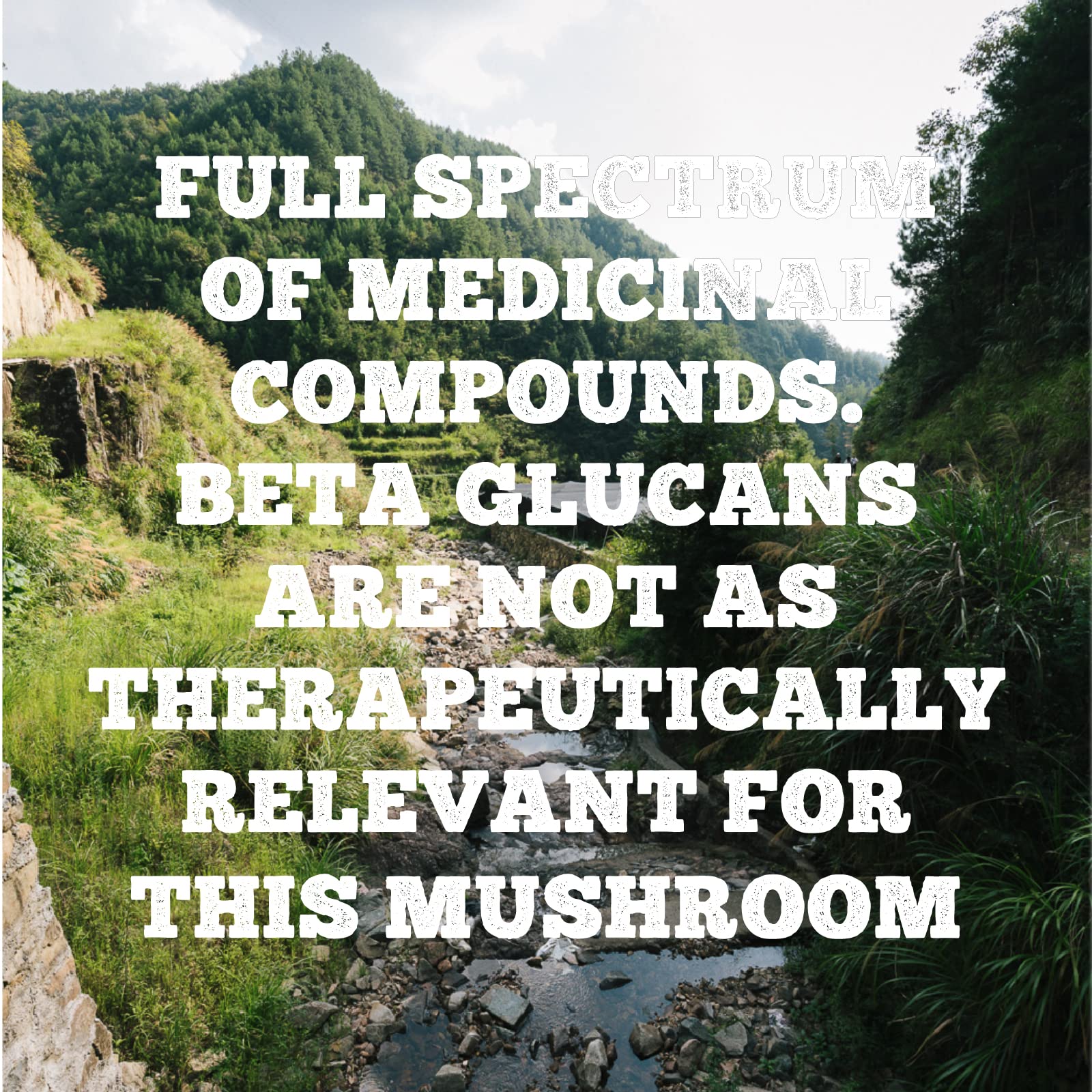 benefits of chaga mushrooms
