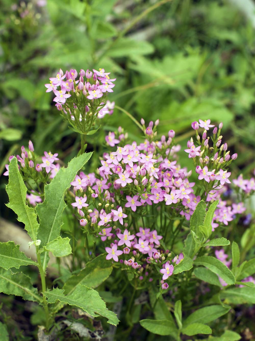 benefits of Common Centaury herbal tea