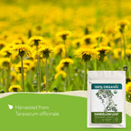 benefits of dandelion leaf tea