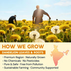 benefits of dandelion root tea