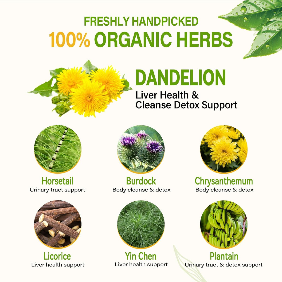 benefits of dandelion root tea