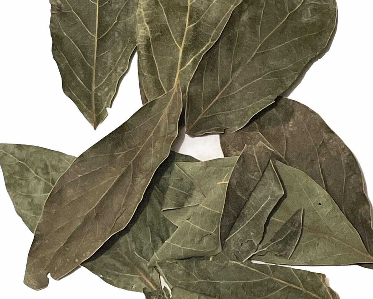benefits of dried avocado leaves