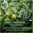 benefits of dried guava leaf tea