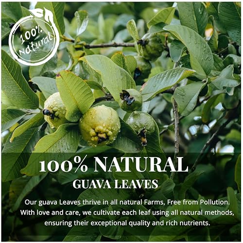 benefits of dried guava leaf tea