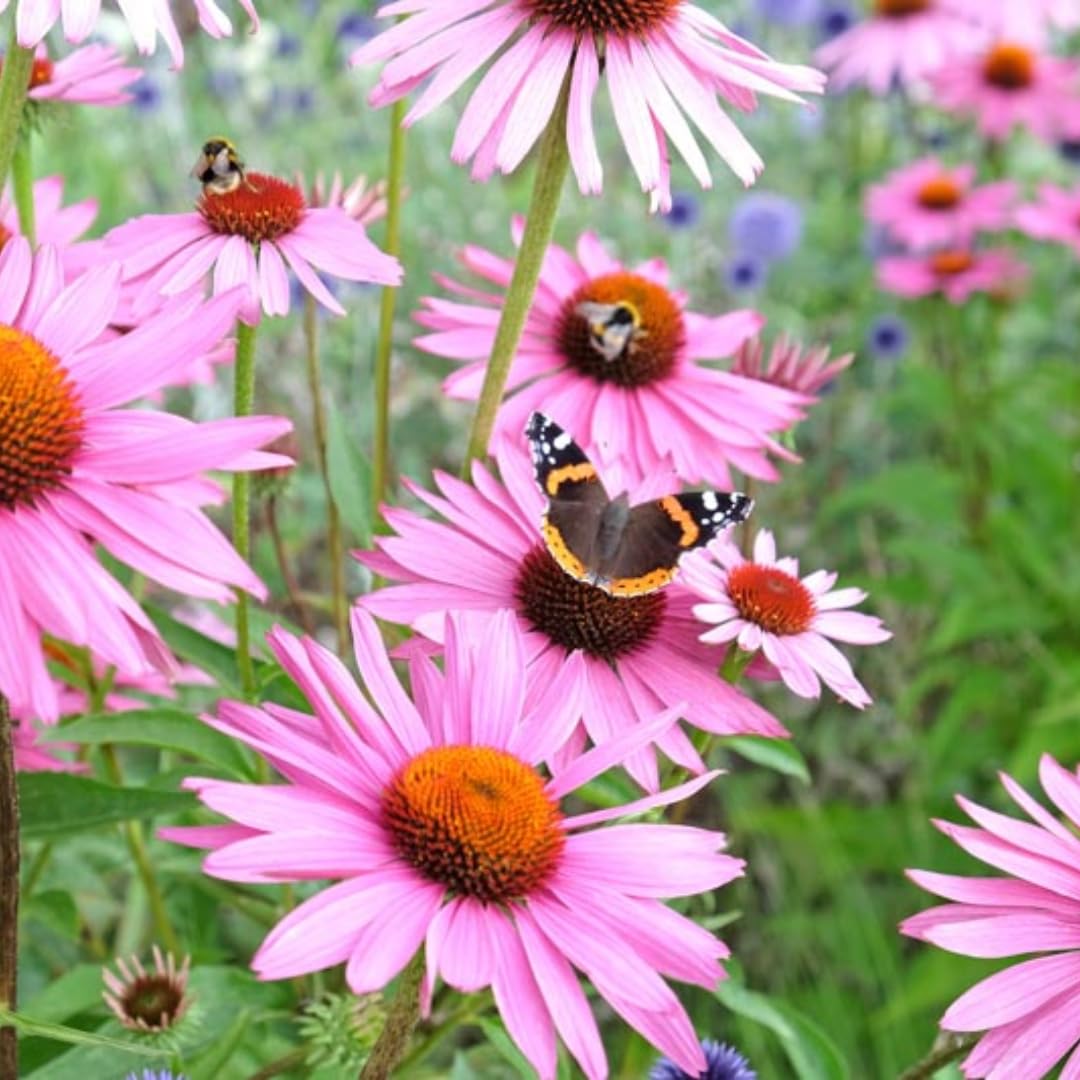 benefits of echinacea in herbal remedies