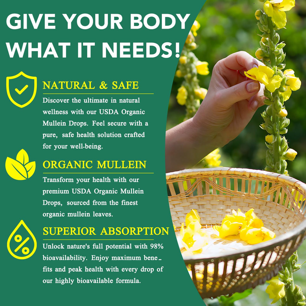 benefits of great mullein for lungs
