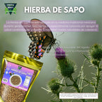 benefits of Hierba de Sapo tea