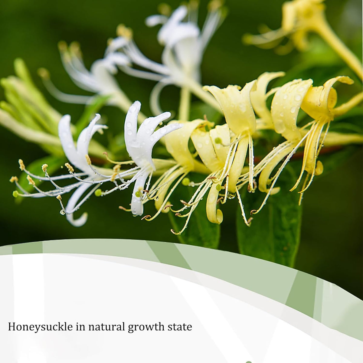 benefits of honeysuckle herbal tea