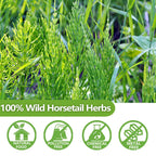 benefits of horsetail tea bags