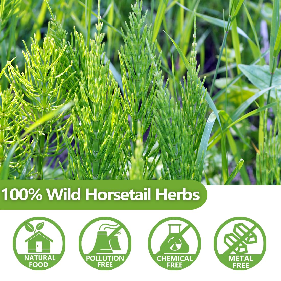 benefits of horsetail tea bags