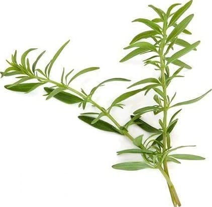 benefits of hyssopus officinalis tea