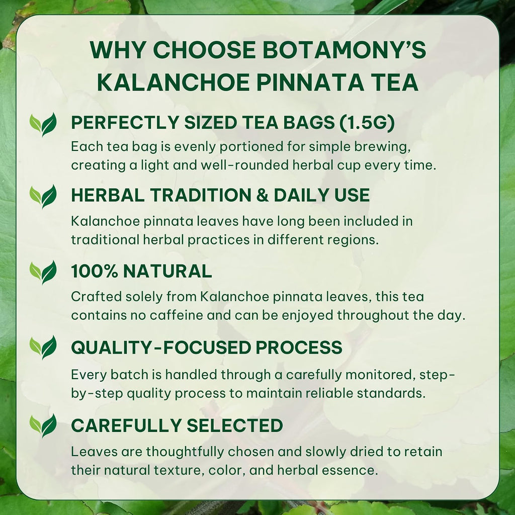 benefits of Kalanchoe Pinnata tea