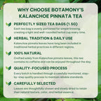 benefits of Kalanchoe Pinnata tea