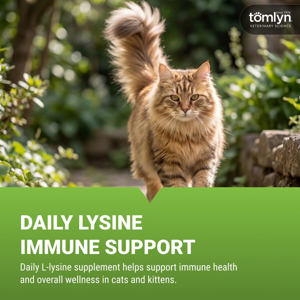 benefits of l-lysine for kittens